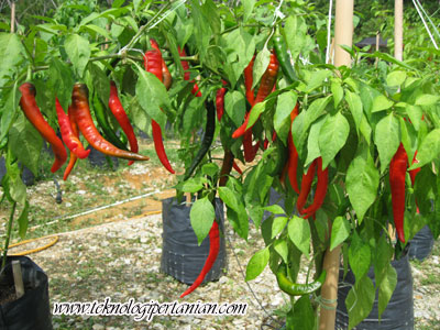 HomeGarden: Tanaman Cili